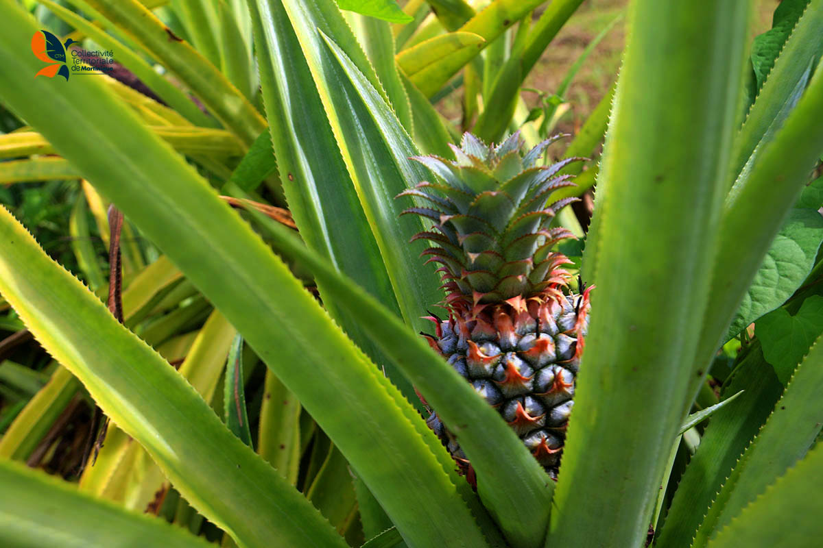 L'Europe s'engage auprès des agriculteurs martiniquais - Europe Martinique